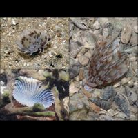 The Biodiversity of Singapore