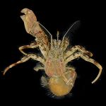 The Biodiversity of Singapore