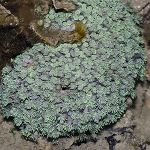 The Biodiversity of Singapore