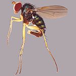 The Biodiversity of Singapore