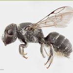 The Biodiversity of Singapore