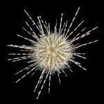 The Biodiversity of Singapore