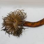 The Biodiversity of Singapore