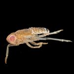 The Biodiversity of Singapore