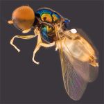 The Biodiversity of Singapore