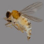 The Biodiversity of Singapore