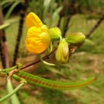 The Biodiversity of Singapore