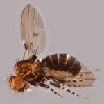 The Biodiversity of Singapore