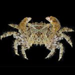 The Biodiversity of Singapore