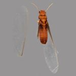 The Biodiversity of Singapore