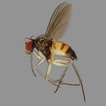 The Biodiversity of Singapore