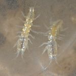 The Biodiversity of Singapore