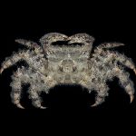 The Biodiversity of Singapore