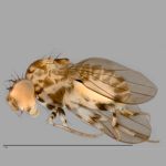 The Biodiversity of Singapore