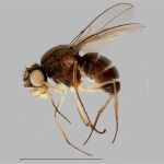 The Biodiversity of Singapore