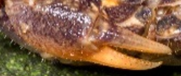 taxo4254 - Johora singaporensis