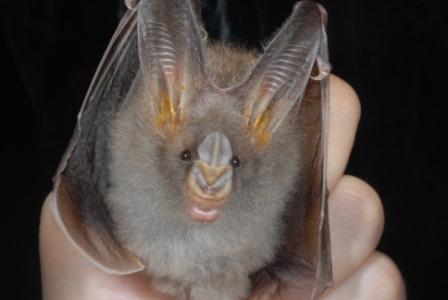 taxo4254 - Megaderma spasma