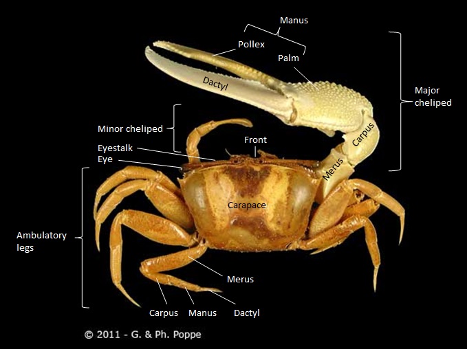 Fiddler Crab Anatomy Naked (something Very Rarely Seen) — Steemit Fiddler Crab Anatomy Naked (something Very Rarely Seen) — Steemit