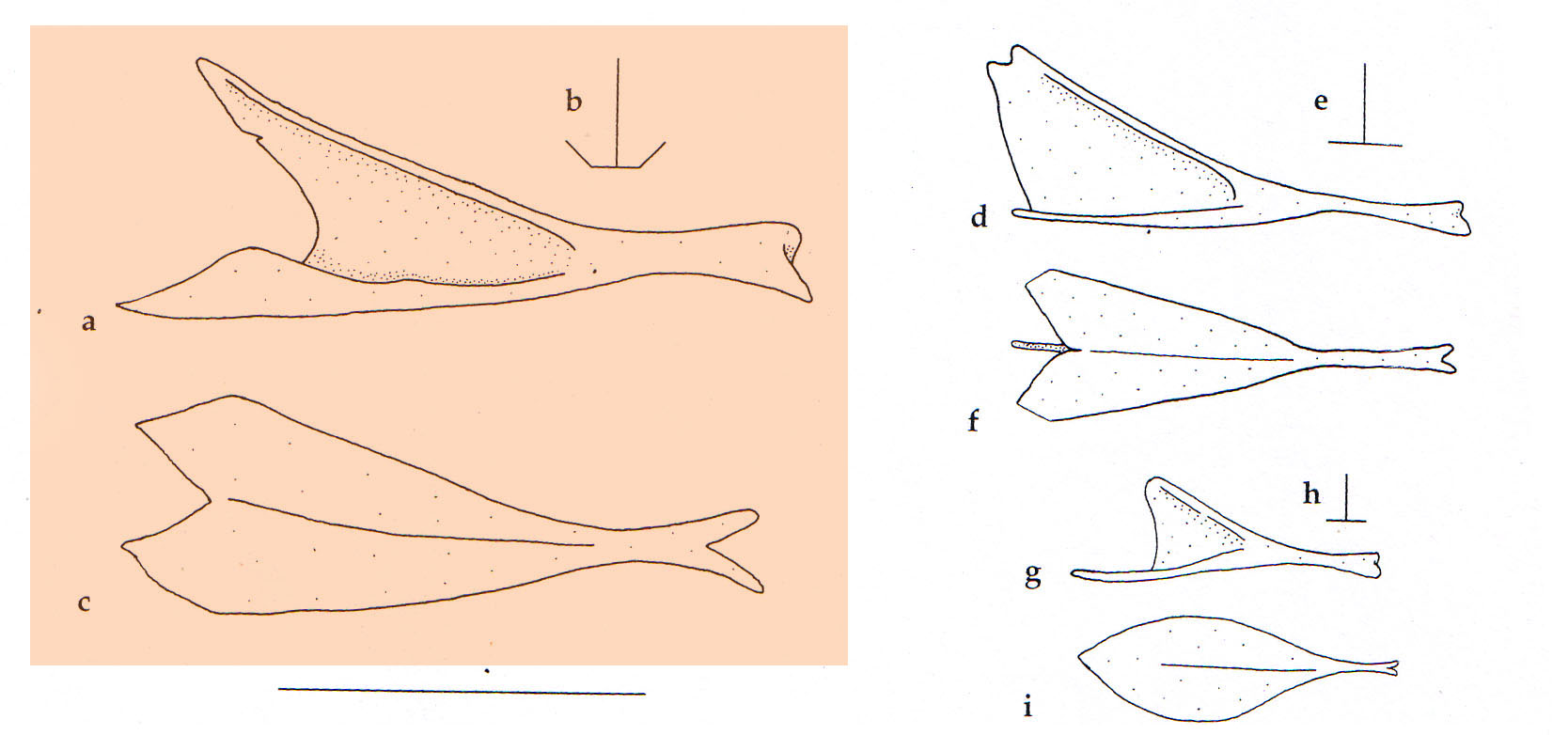 taxo4254 - Trigonostigma heteromorpha