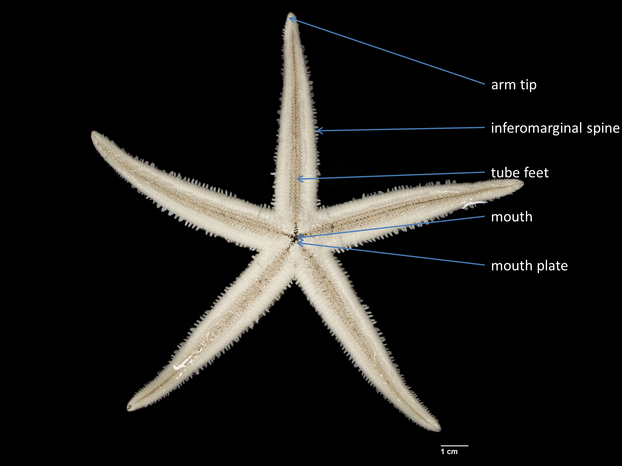 Starfish Anatomy Diagram Neuroecology Beyond The Brain: Learning In