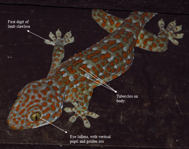 Male Tokay Gecko Pores